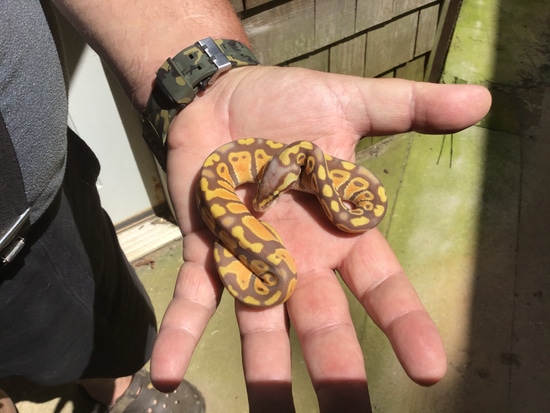 Pastel Ultramel Het Clown Ball Python by Uncle Joe's Ball Pythons