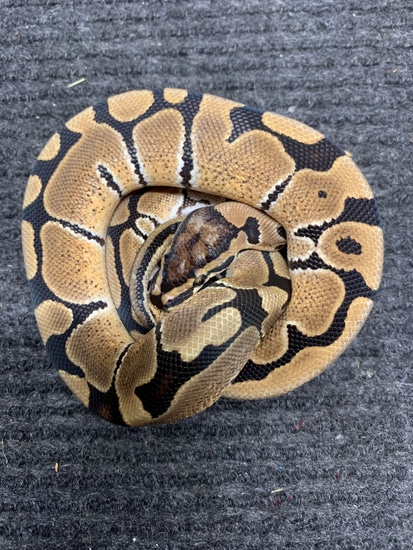 AHI Leopard Ball Python by Ophidia