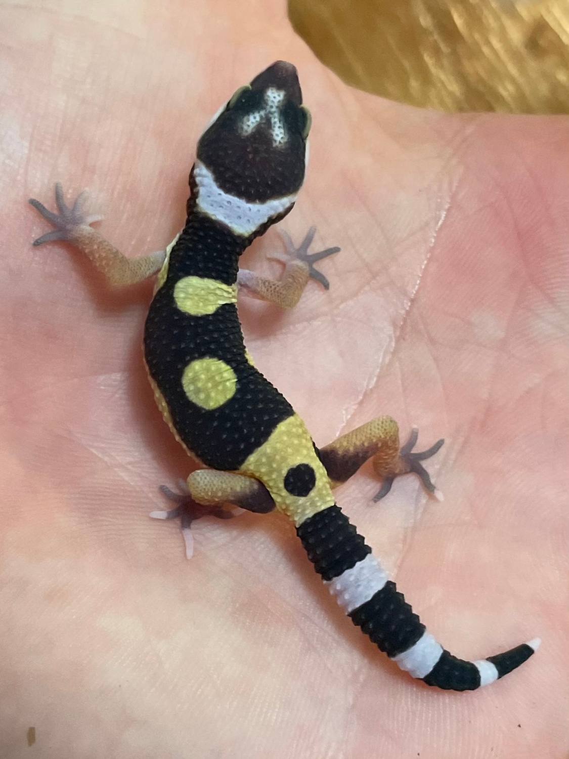 Jungle Leopard Gecko by Uncle Tony's Reptile Shack - MorphMarket