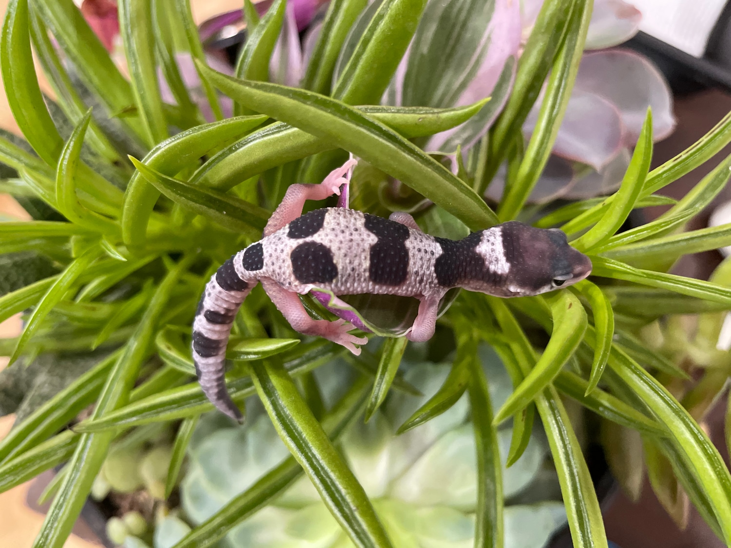 W/Y Mack Snow Leopard Gecko by Uncle Tony's Reptile Shack - MorphMarket