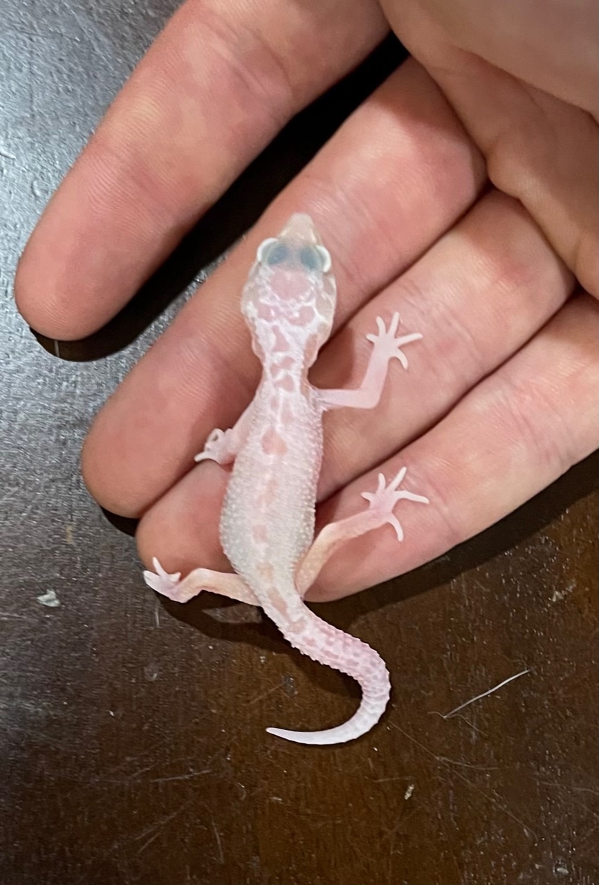 W/Y Albino Mack Snow Murphys Leopard Gecko by Uncle Tony's Reptile Shack - MorphMarket