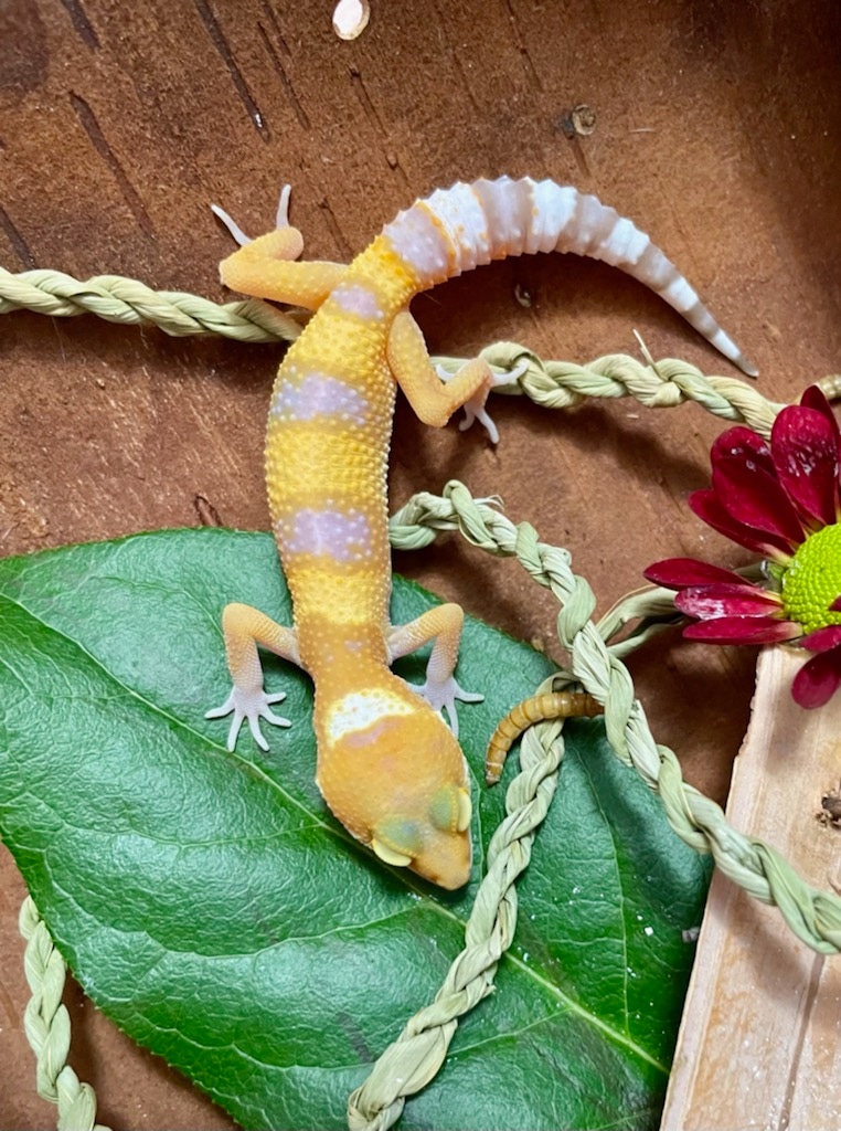 Sunglow Het Eclipse Leopard Gecko by Uncle Tony's Reptile Shack - MorphMarket
