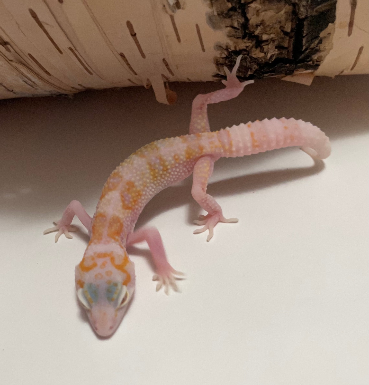 W/Y Albino Snake Eye Eclipse Leopard Gecko by Uncle Tony's Reptile ...