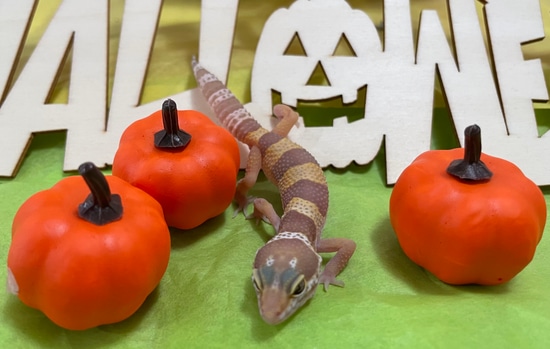 Tremper Albino Leopard Gecko by Uncle Tony's Reptile Shack