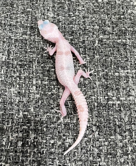 W/Y Hypo Albino Mack Snow Partial Eclipse Leopard Gecko by Uncle Tony's Reptile Shack