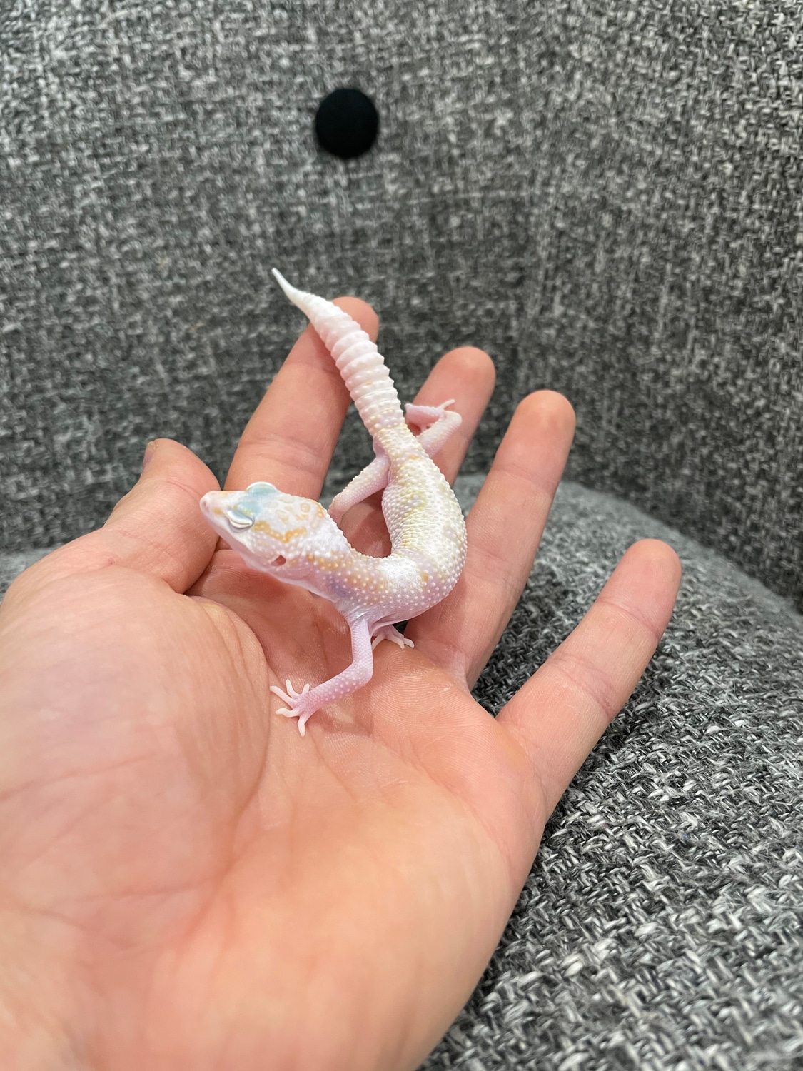 W/Y Hypo Albino Mack Snow Het Eclipse Leopard Gecko by Uncle Tony's ...
