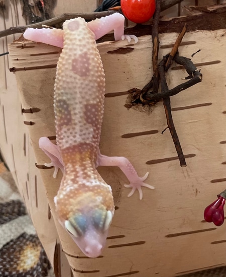 W/Y Mack Snow RAPTOR Leopard Gecko by Uncle Tony's Reptile Shack