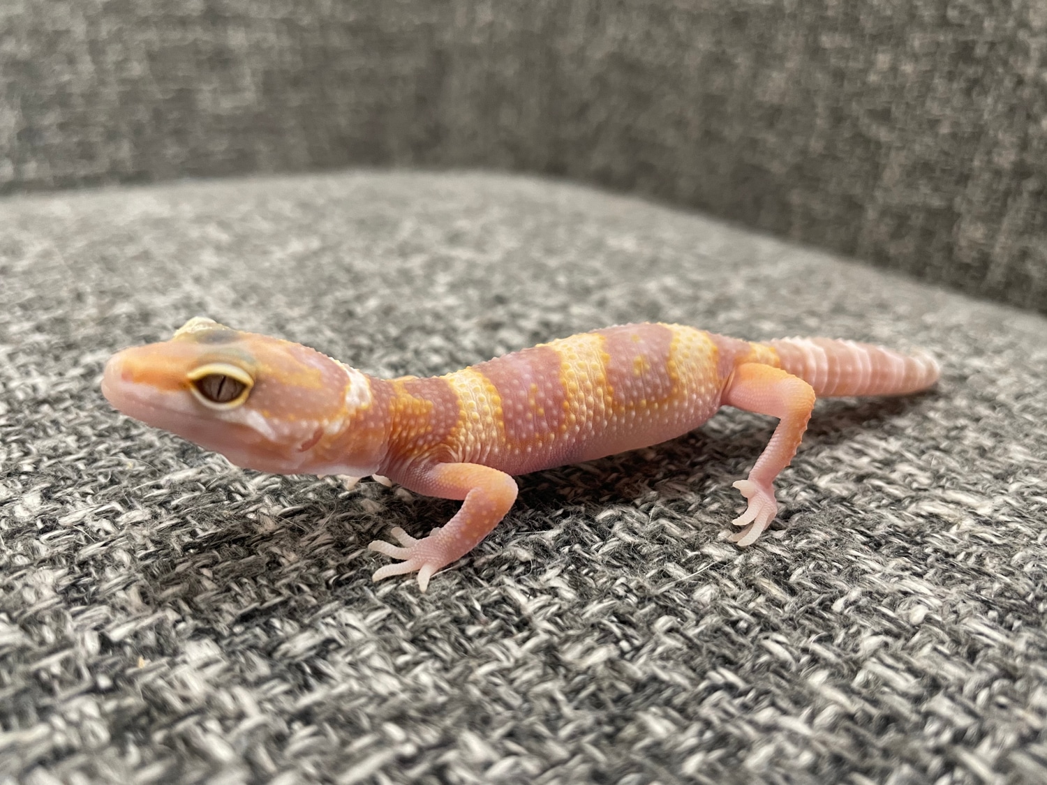 W/Y Albino Leopard Gecko by Uncle Tony's Reptile Shack - MorphMarket