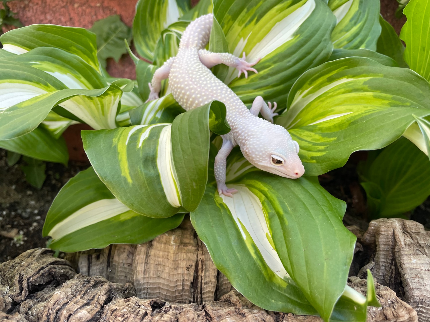 Blazing Blizzard Eclipse Leopard Gecko by Uncle Tony's Reptile Shack ...