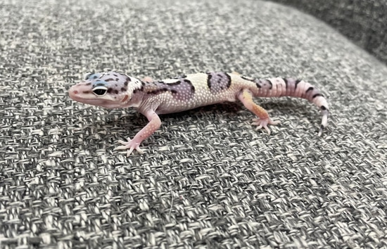 Jungle Hypo Mack Snow Leopard Gecko by Uncle Tony's Reptile Shack