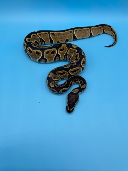 Adder Ball Python by Uncle Tony's Reptile Shack