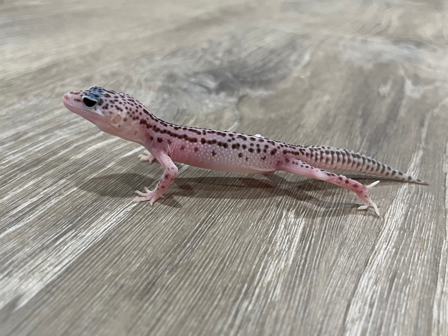 Super Snow Leopard Gecko by Uncle Tony's Reptile Shack - MorphMarket