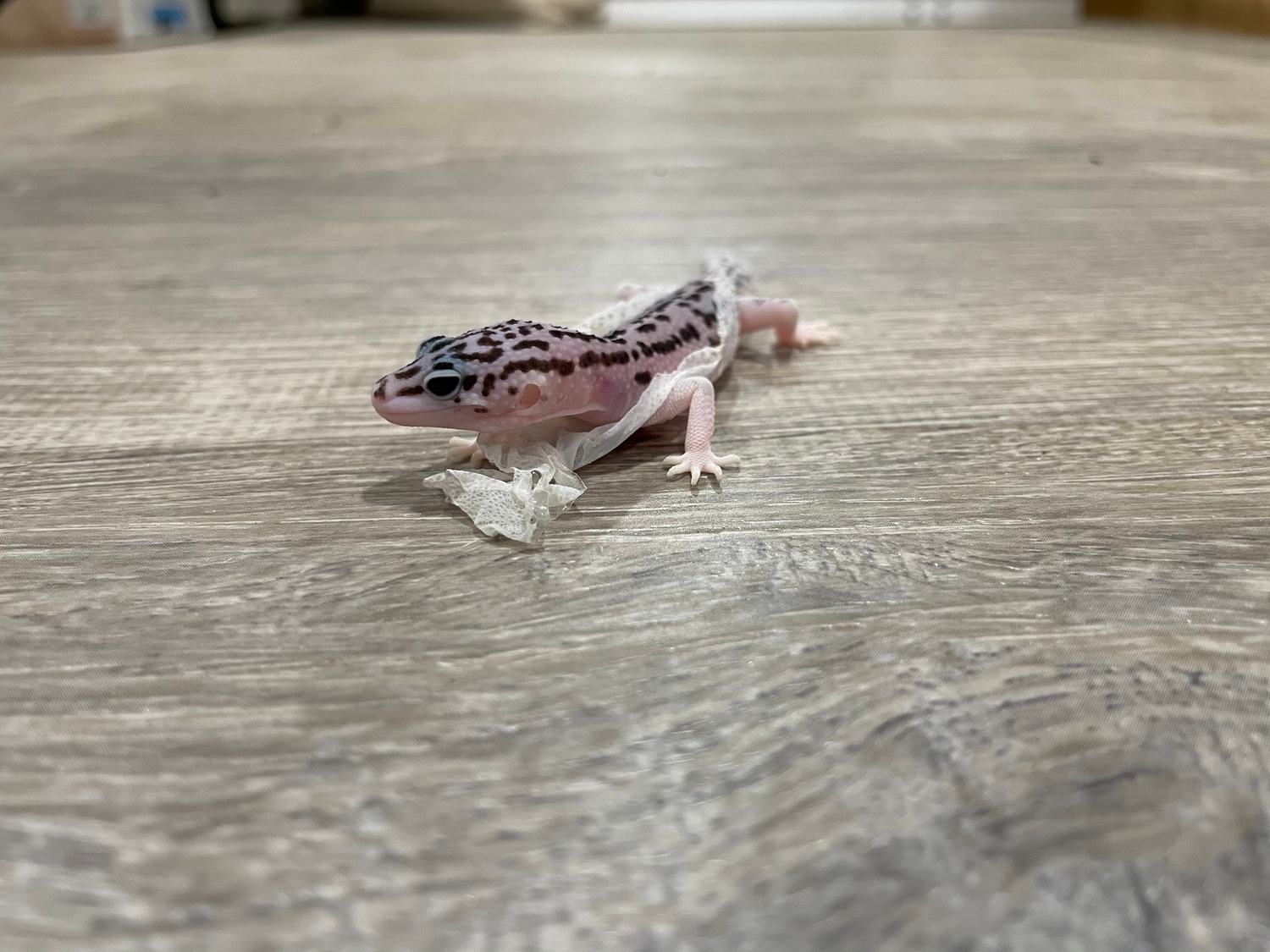 Super Snow Leopard Gecko by Uncle Tony's Reptile Shack - MorphMarket