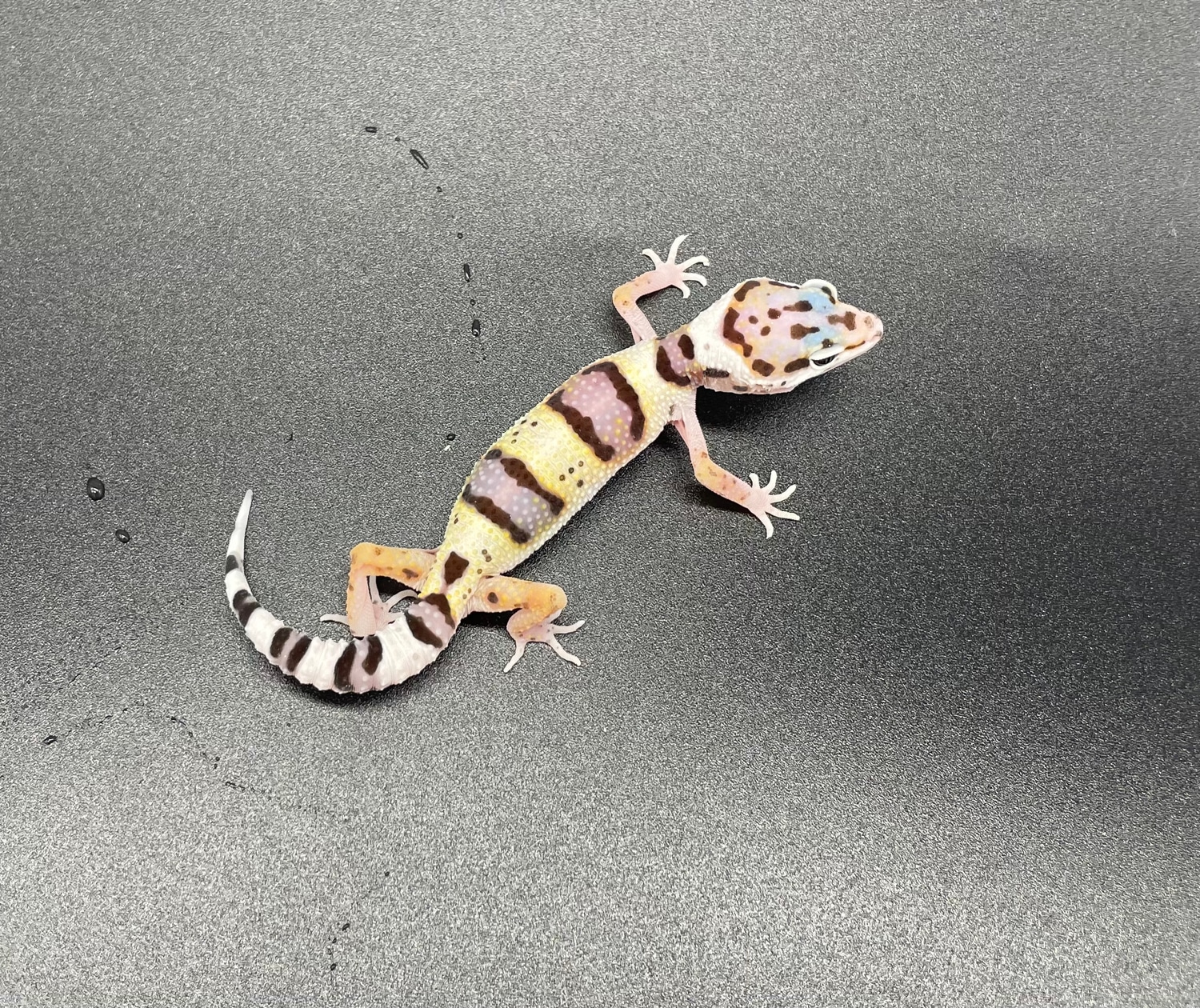 Hypo Mack Snow Leopard Gecko by Uncle Tony's Reptile Shack - MorphMarket