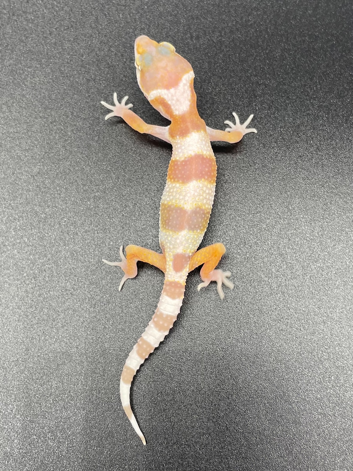 W/Y Albino Mack Snow Leopard Gecko by Uncle Tony's Reptile Shack - MorphMarket