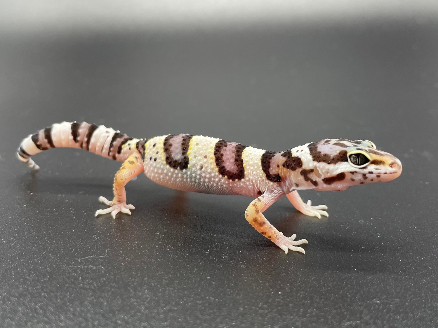 Mack Snow Leopard Gecko by Uncle Tony's Reptile Shack - MorphMarket