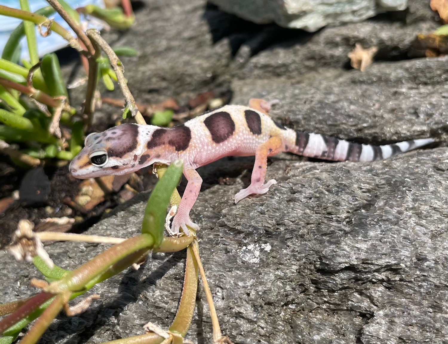 Mack Snow Leopard Gecko by Uncle Tony's Reptile Shack - MorphMarket
