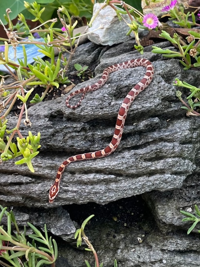 Het Palmetto Corn Snake by Uncle Tony's Reptile Shack