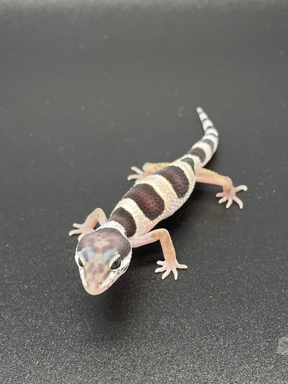 Mack Snow Leopard Gecko by Uncle Tony's Reptile Shack