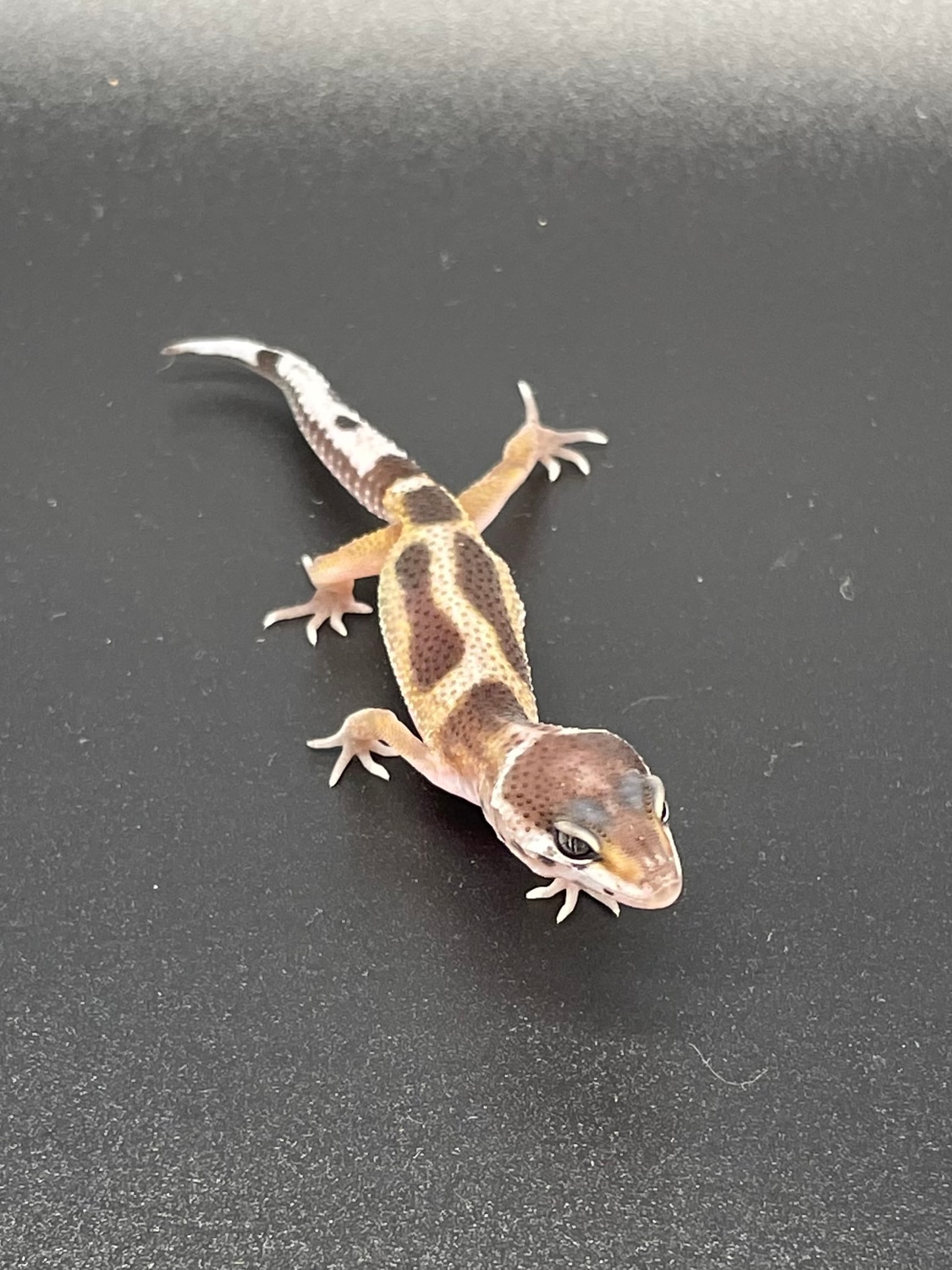 Jungle Mack Snow Leopard Gecko by Uncle Tony's Reptile Shack - MorphMarket