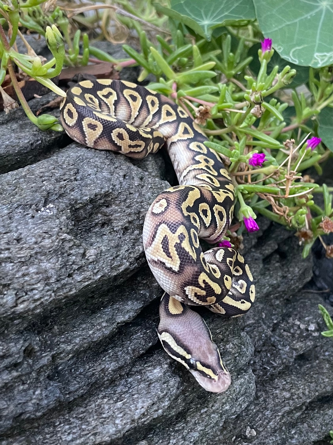 Pastave Ball Python by Uncle Tony's Reptile Shack - MorphMarket