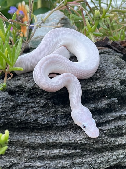 Blue Eyed Lucy Ball Python by Uncle Tony's Reptile Shack