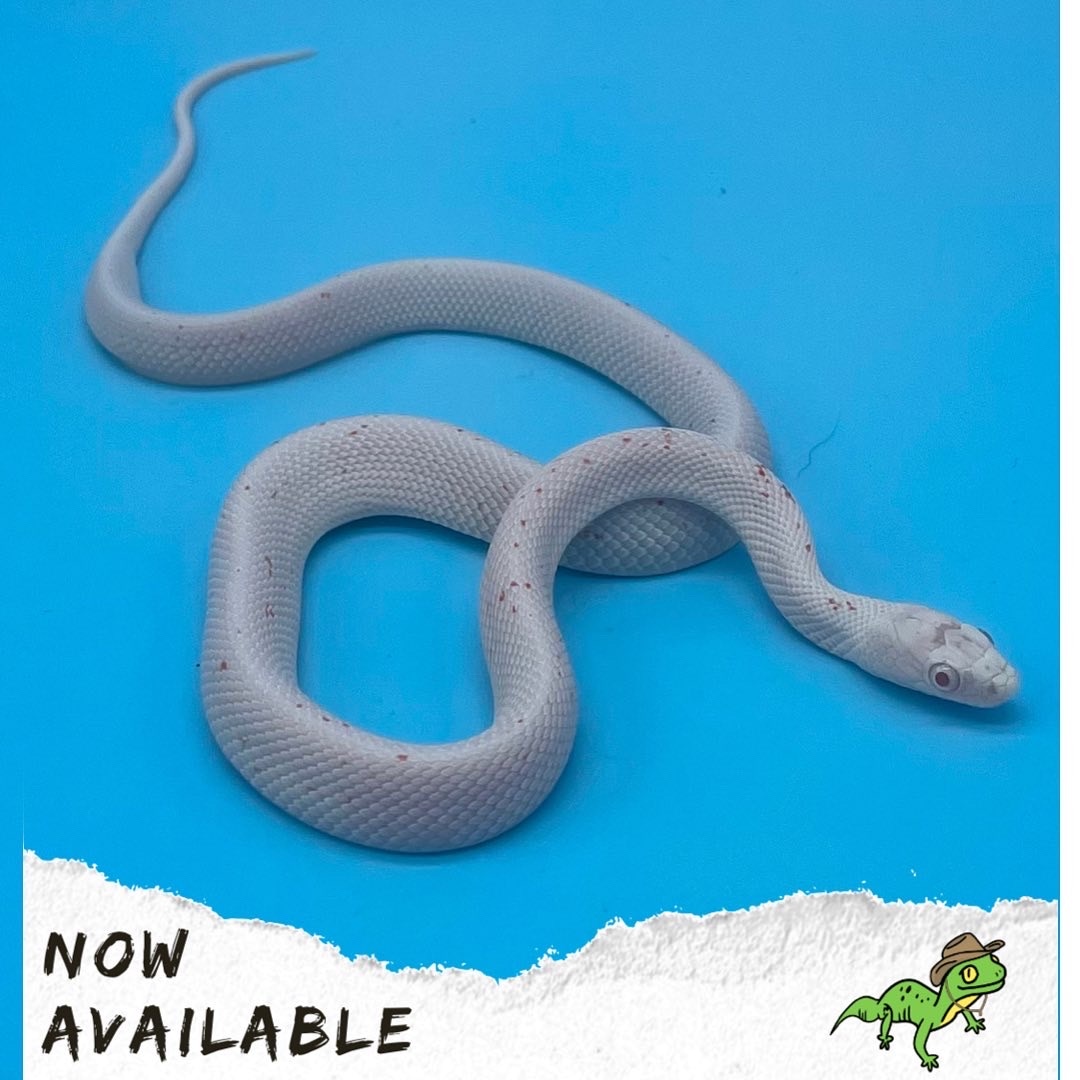 Albino Palmetto Corn Snake by Uncle Tony's Reptile Shack - MorphMarket