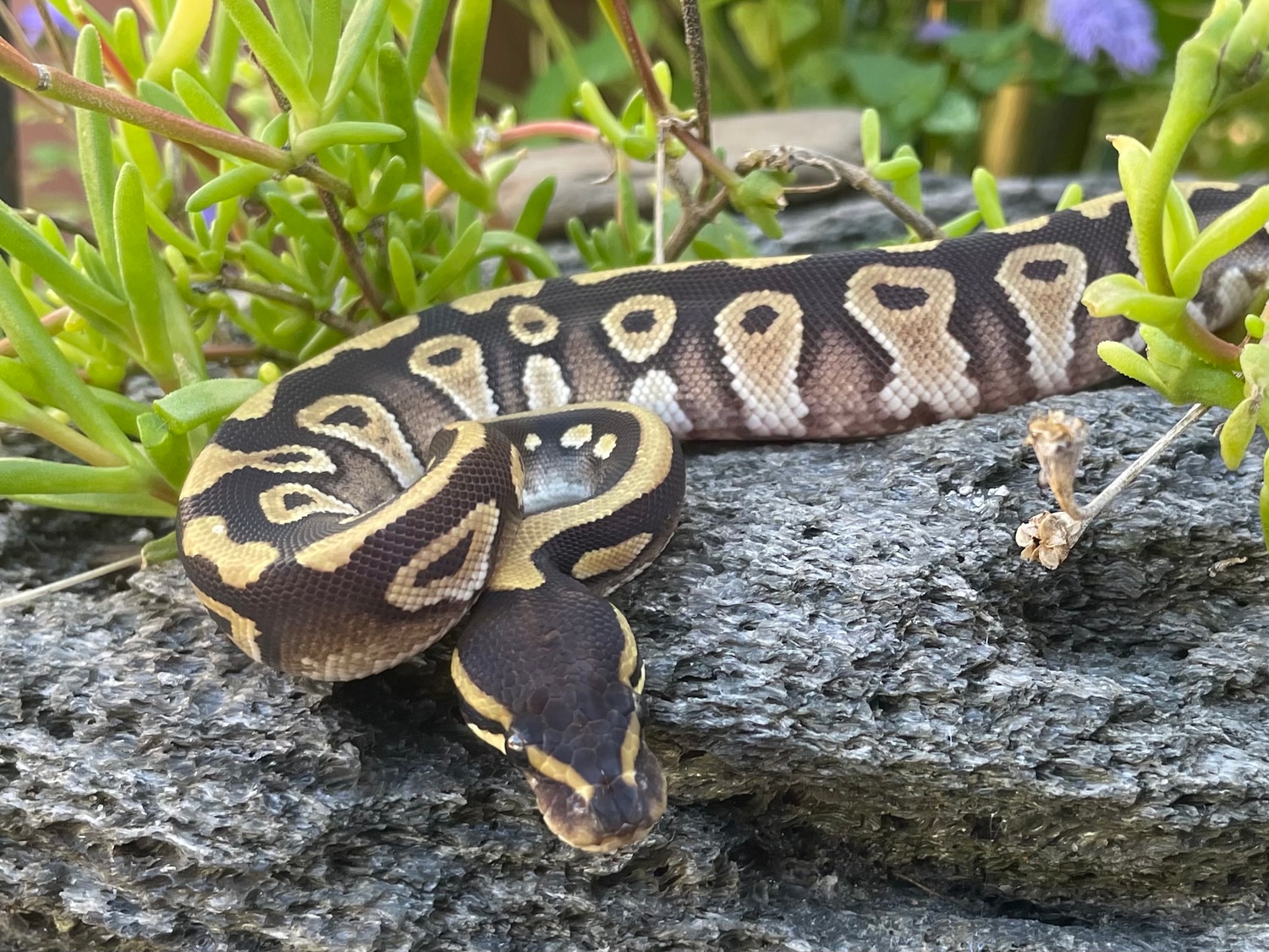 Mojave Het Caramel Albino Ball Python by Uncle Tony's Reptile Shack ...