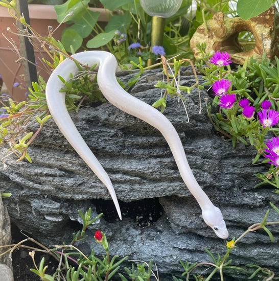 Blue Eyed Lucy Mojave/Lesser Ball Python by Uncle Tony's Reptile Shack