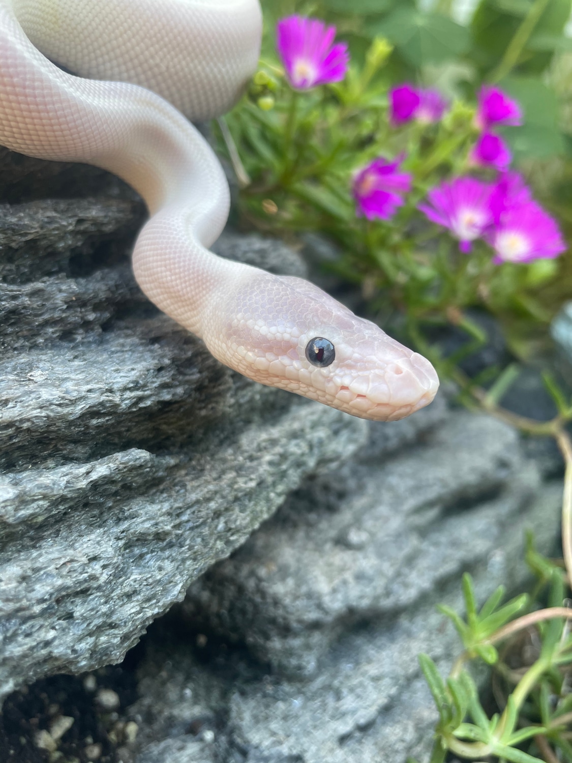 Super Mojave Blue Eyed Lucy Ball Python by Uncle Tony's Reptile Shack ...