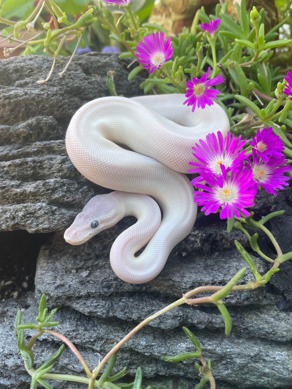 Super Mojave Blue Eyed Lucy Ball Python by Uncle Tony's Reptile Shack ...