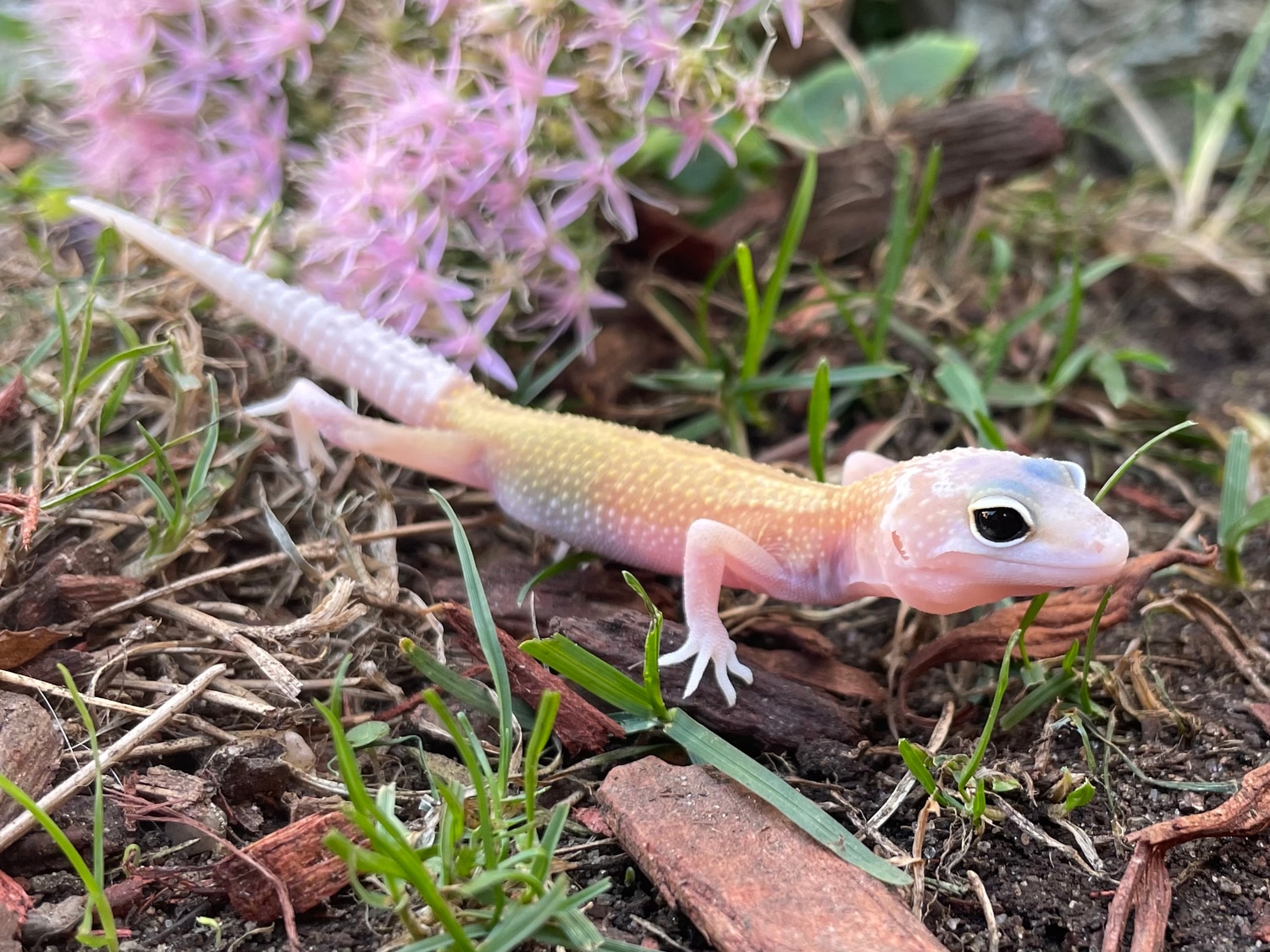 Murphys Eclipse Leopard Gecko by Uncle Tony's Reptile Shack - MorphMarket