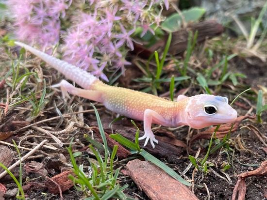 Murphys Eclipse Leopard Gecko by Uncle Tony's Reptile Shack