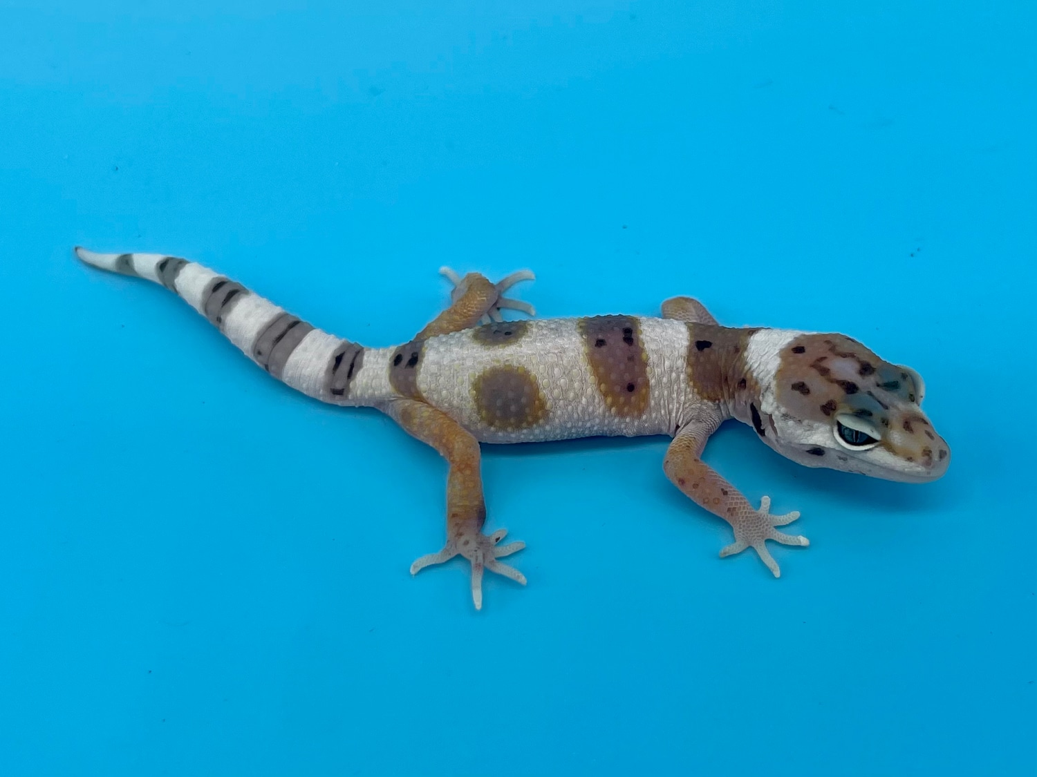Hypo Mack Snow W/Y Leopard Gecko by Uncle Tony's Reptile Shack ...