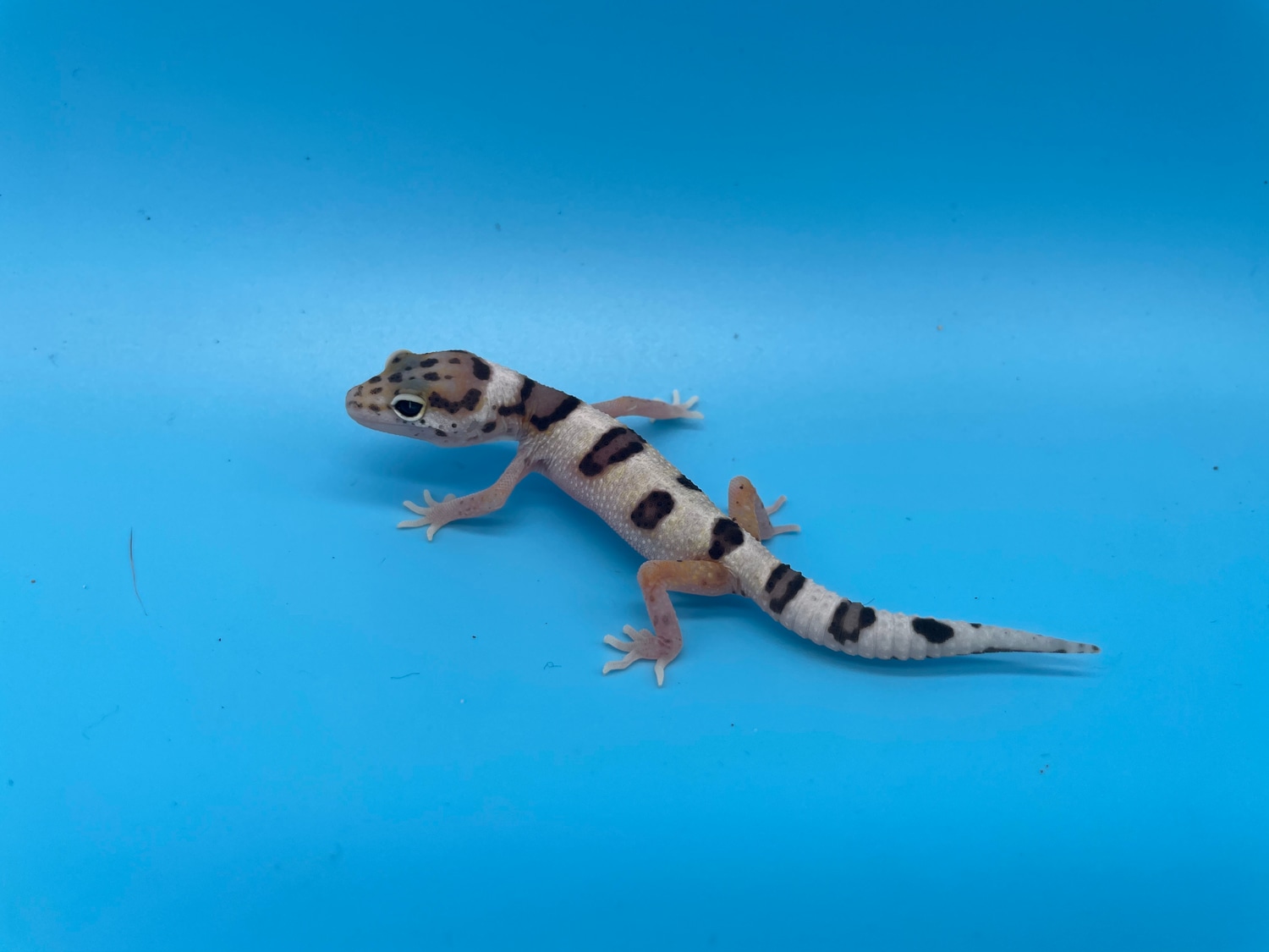 Mack Snow Eclipse Leopard Gecko by Uncle Tony's Reptile Shack - MorphMarket
