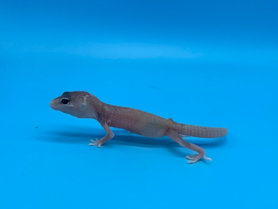 Mack Snow Eclipse Murphys Leopard Gecko by Uncle Tony's Reptile Shack