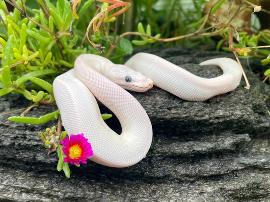 Blue Eyed Lucy Mojave/Lesser Ball Python by Uncle Tony's Reptile Shack