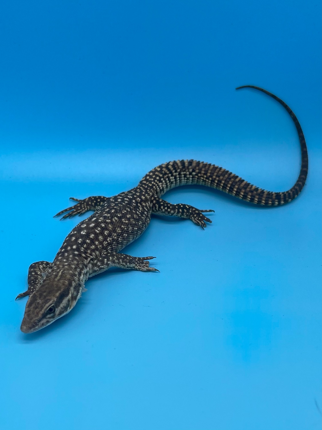 Ackie Monitor Spiny-Tailed Monitor by Uncle Tony's Reptile Shack ...