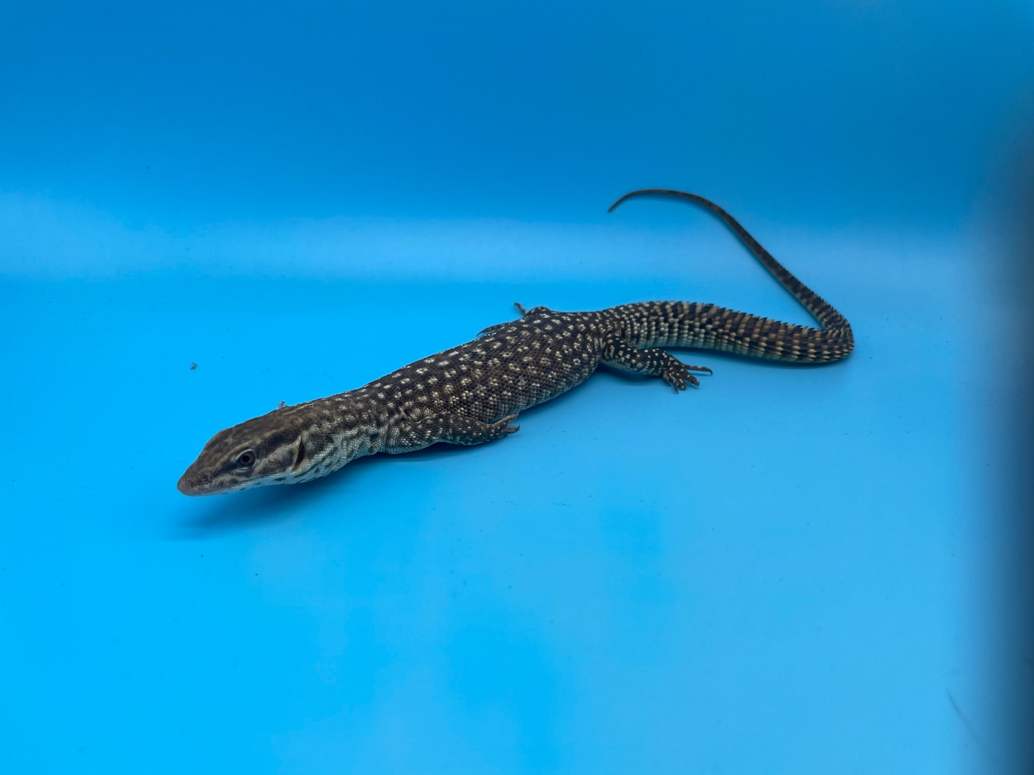 Ackie Monitor Spiny-Tailed Monitor by Uncle Tony's Reptile Shack ...