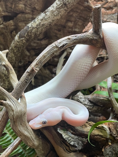 Blue Eyed Lucy Ball Python by Uncle Tony's Reptile Shack