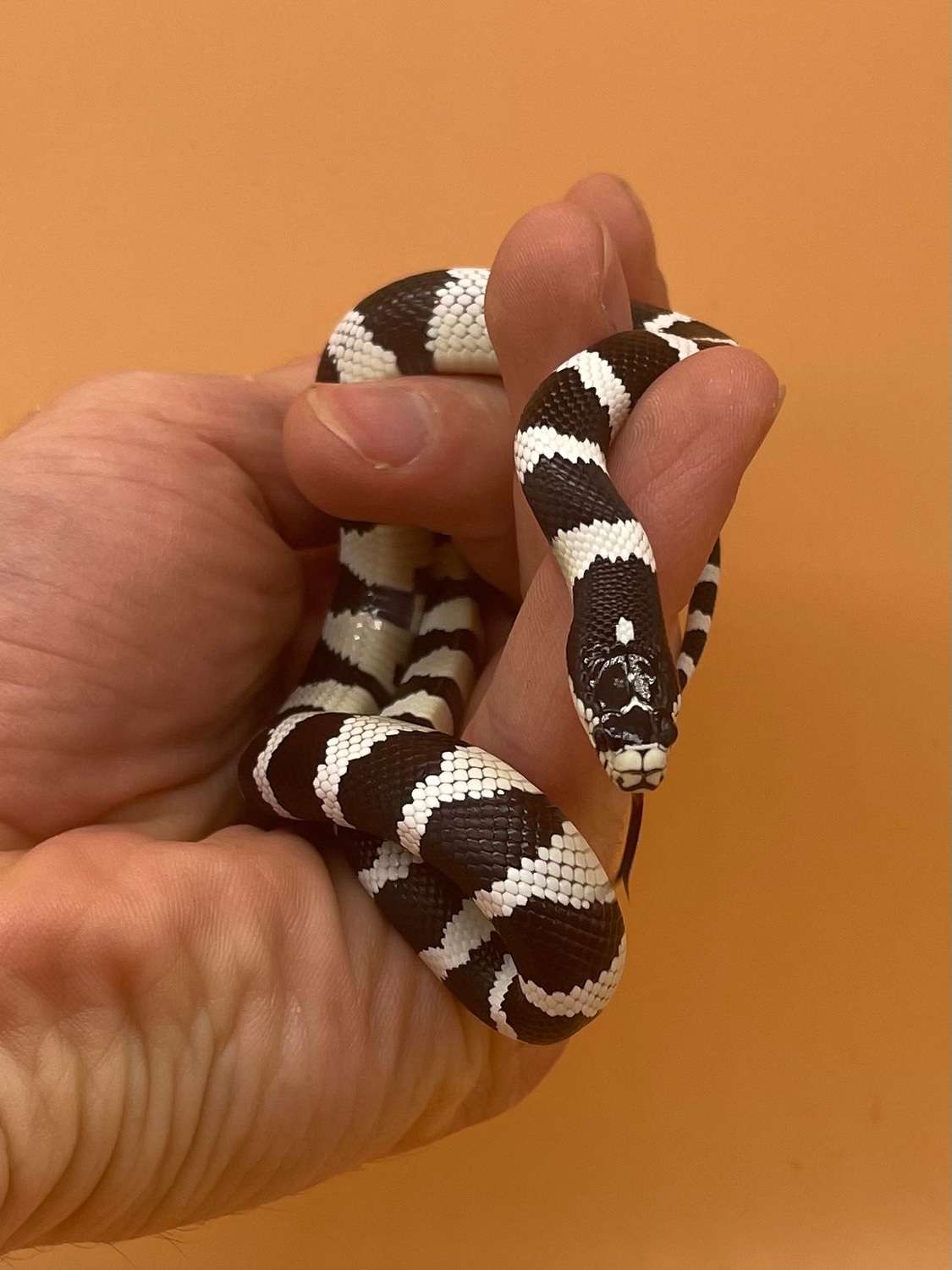 King Snake California Kingsnake by Uncle Tony's Reptile Shack - MorphMarket