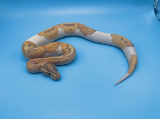 Banana Pied Ball Python by Uncle Tony's Reptile Shack