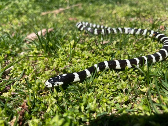 California Kingsnake by Uncle Tony's Reptile Shack