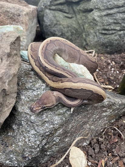 GHI Pinstripe Ball Python by Uncle Tony's Reptile Shack