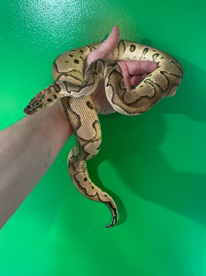 Pastel Clown Ball Python by Uncle Tony's Reptile Shack
