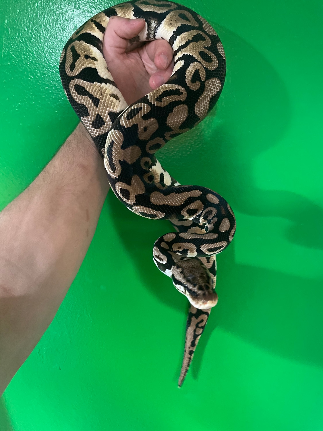 Pastel Spotnose Het Clown Ball Python by Uncle Tony's Reptile Shack ...