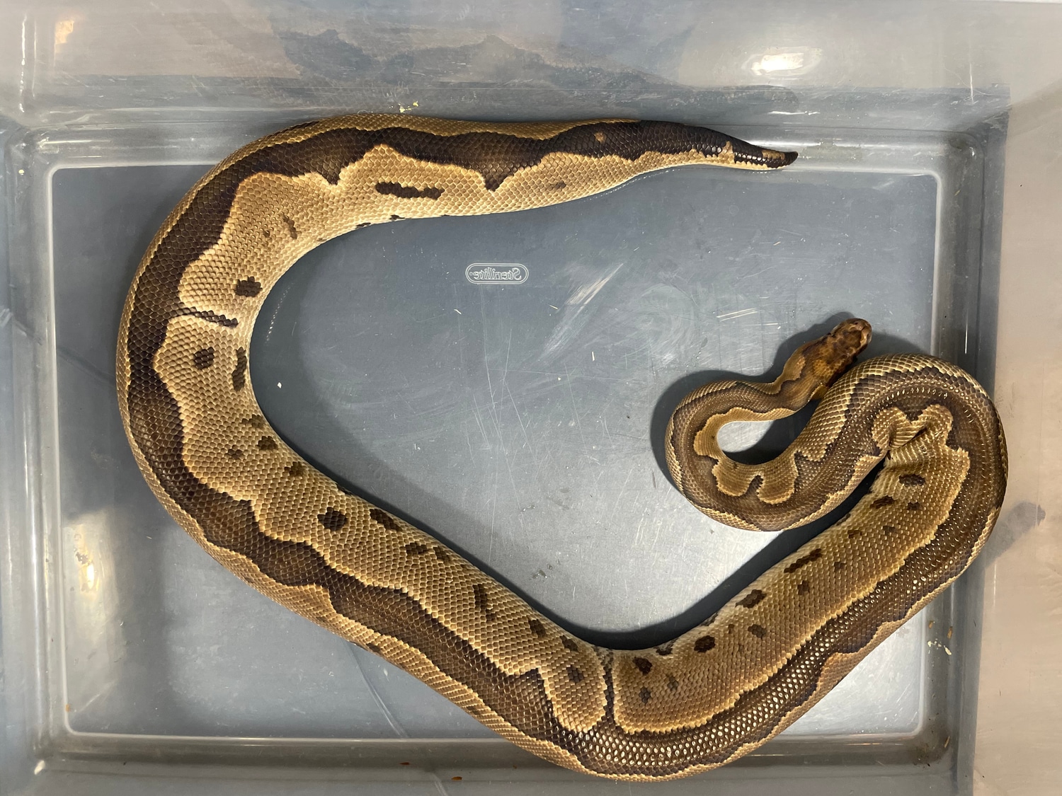 Blade Clown Ball Python by Uncle Tony's Reptile Shack - MorphMarket