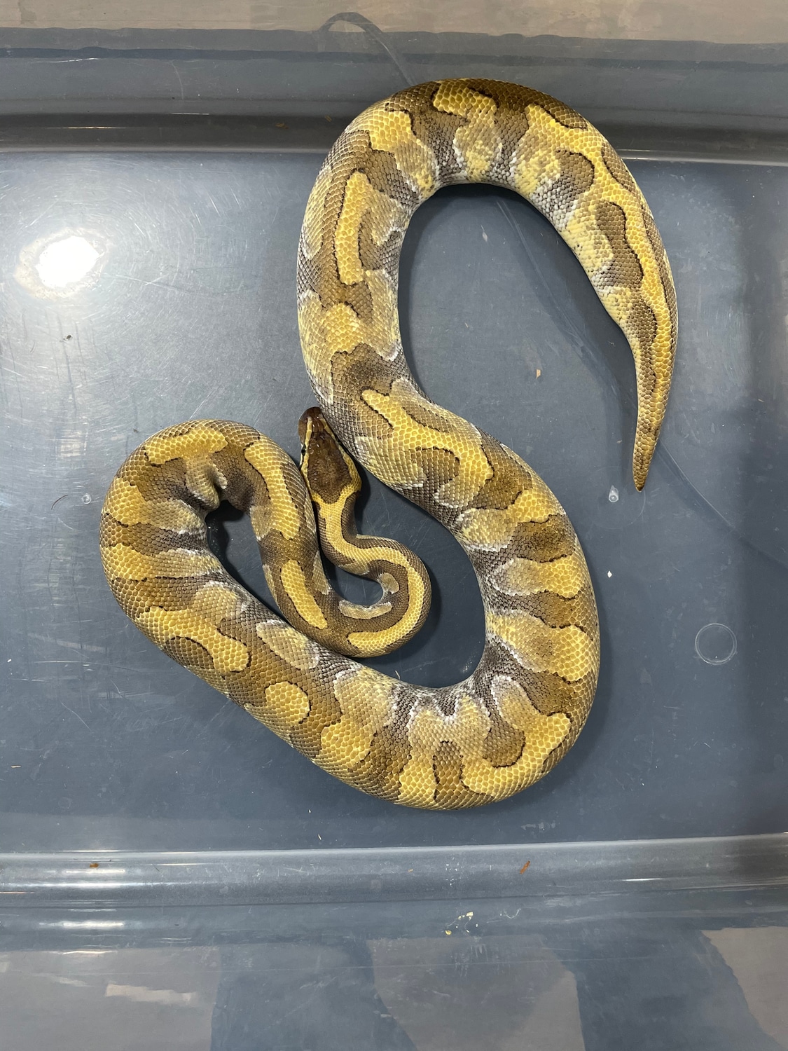 Malum Lesser Enchi Ball Python by Uncle Tony's Reptile Shack - MorphMarket