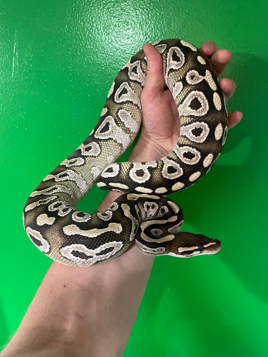 Mojave Ball Python by Uncle Tony's Reptile Shack - MorphMarket