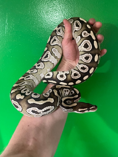 Mojave Ball Python by Uncle Tony's Reptile Shack